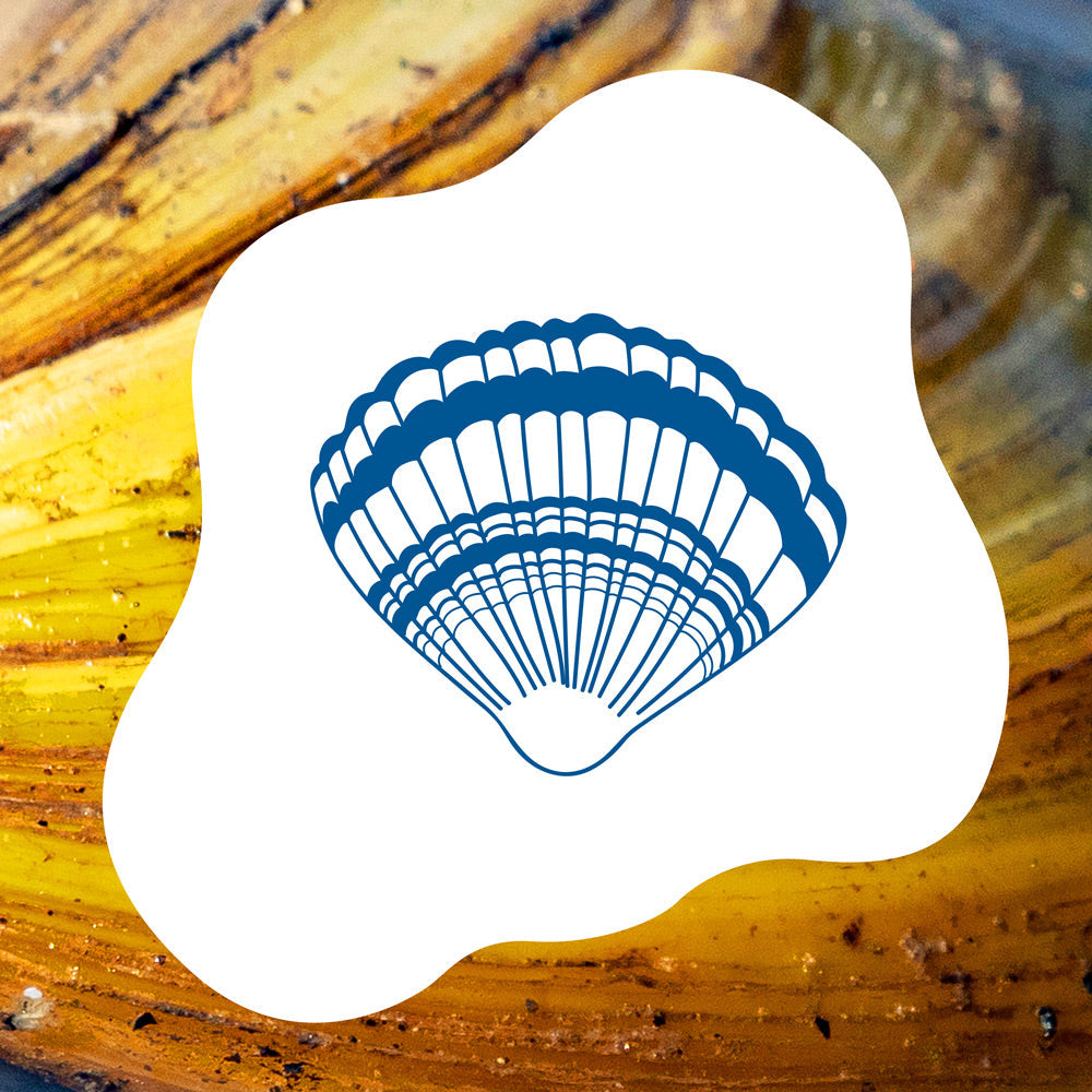 Muscheln im Gartenteich
